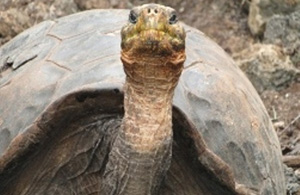 Super Diego the Second Most Famous Tortoise in Galapagos | Galapagos ...