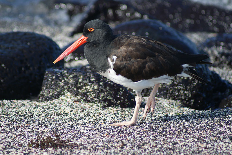 Caribbean Cruising Vs. Galapagos Cruising - Galapagos Islands Blog