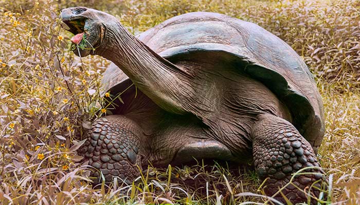 Tortoises back habitat - Galapagos Islands Blog